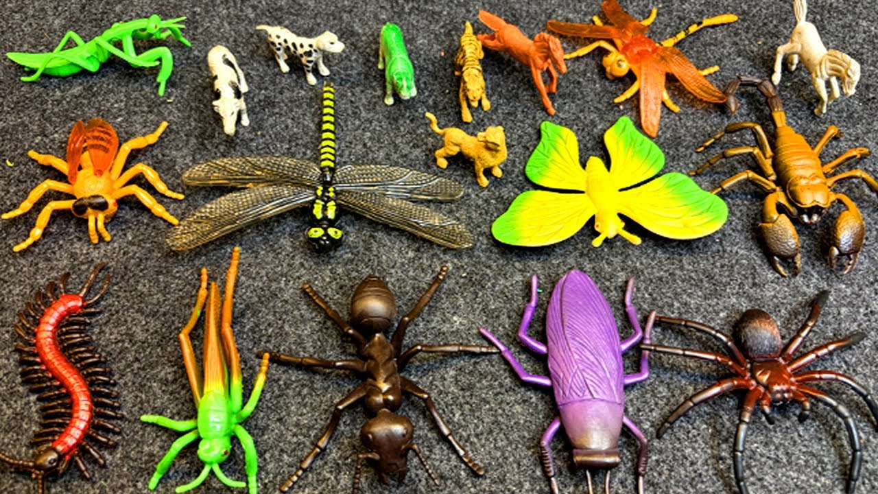 5 Minutes Satisfying with Insect Collection ASMR | Review kids Toys ...