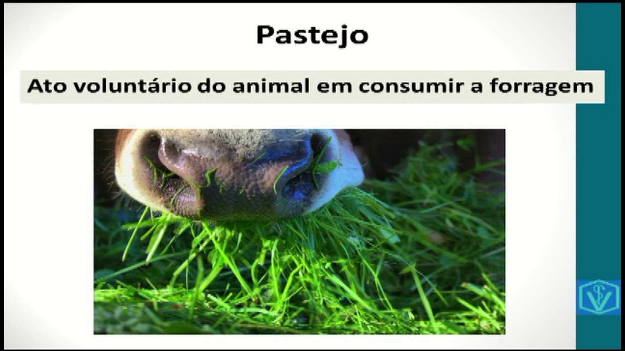 Conceitos Importantes em Forragicultura | Gramíneas, Leguminosas e ...