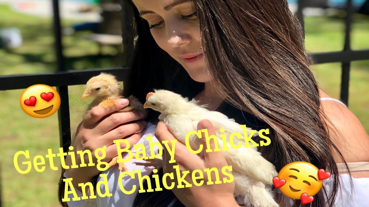 Homesteading: Getting Chickens and Chicks.. FIRST TIME - YouTube