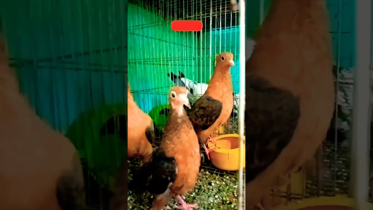 fancy pigeon,archangel pigeon,archangel pigeon price in india#viral ...