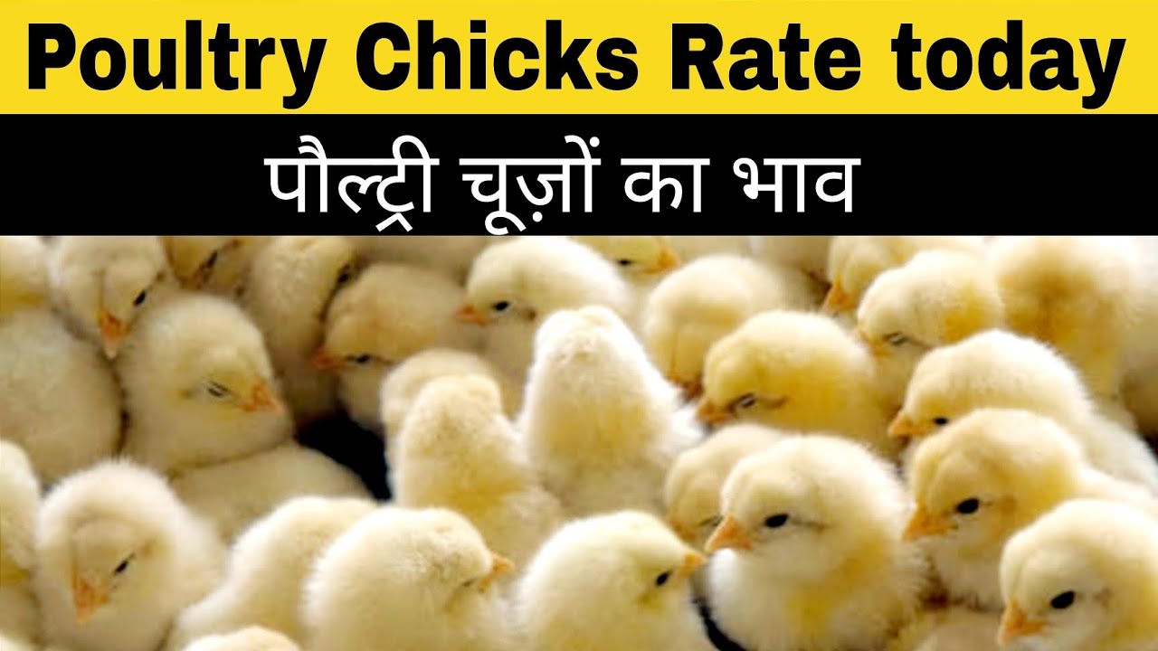 Poultry farm chicks rate, chicks price, broiler chicks rate, murgi farm ...