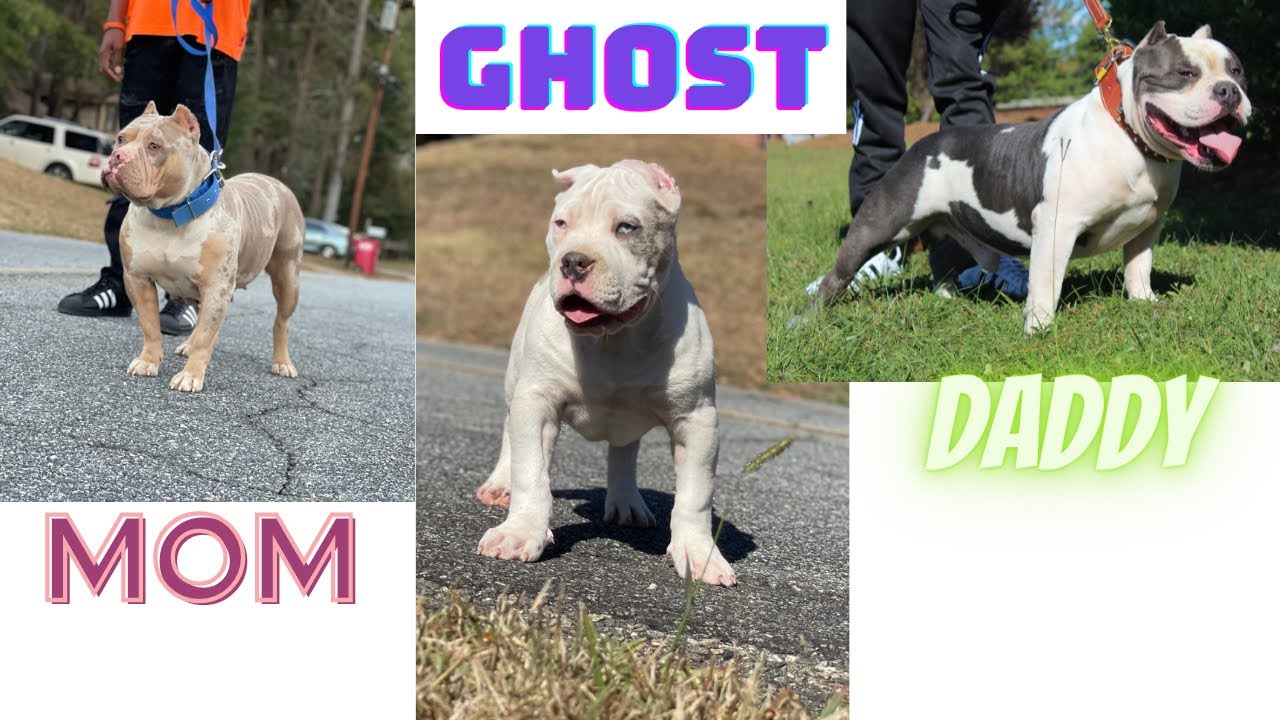 Merle American Bully Puppy “Ghost” Availability & More! - YouTube
