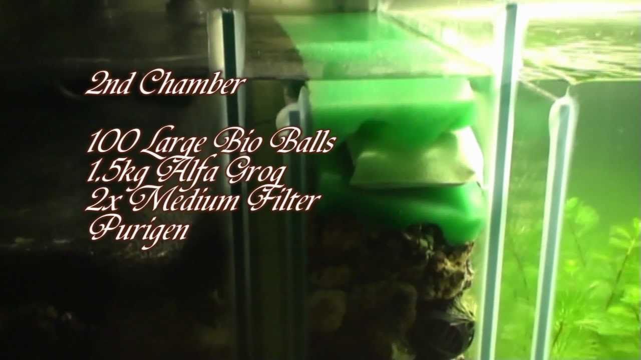 Fresh Water Aquarium Sump Cichlid Tank - YouTube