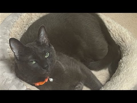 Livestream 169 - YouTube