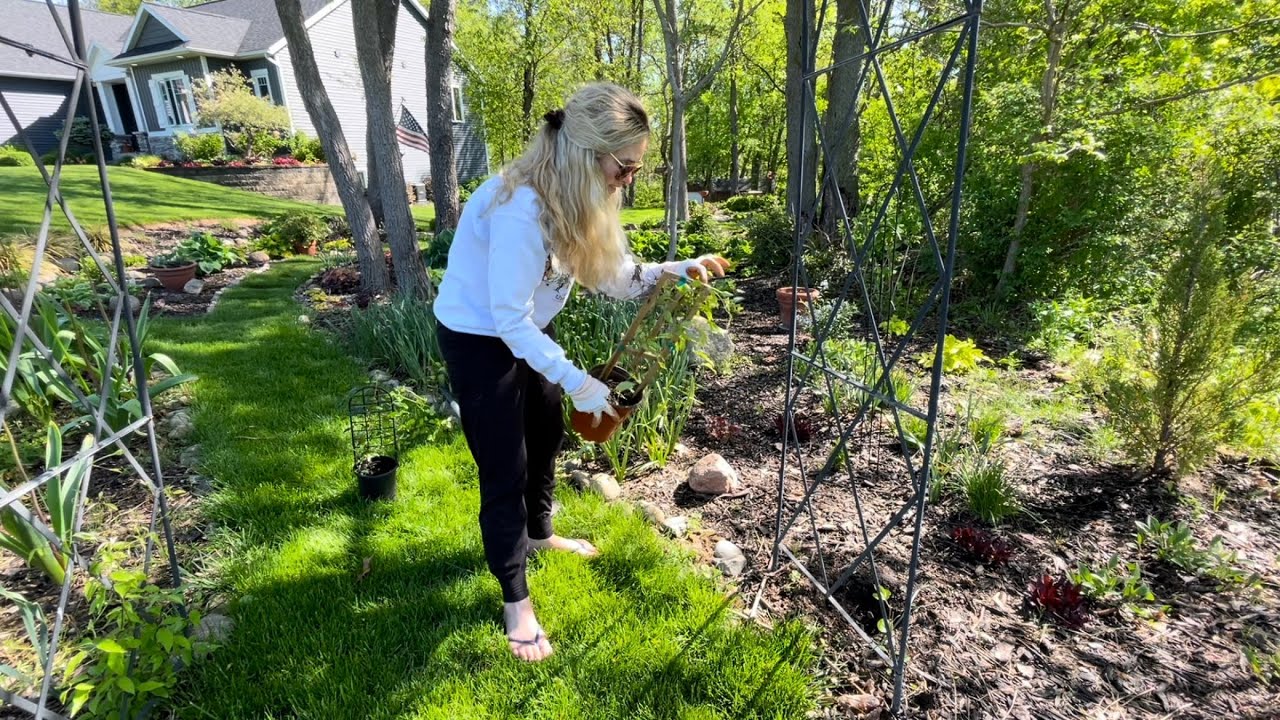 Planting Clematis, Trimming a Weeping Cherry Tree & Moving a Volunteer ...