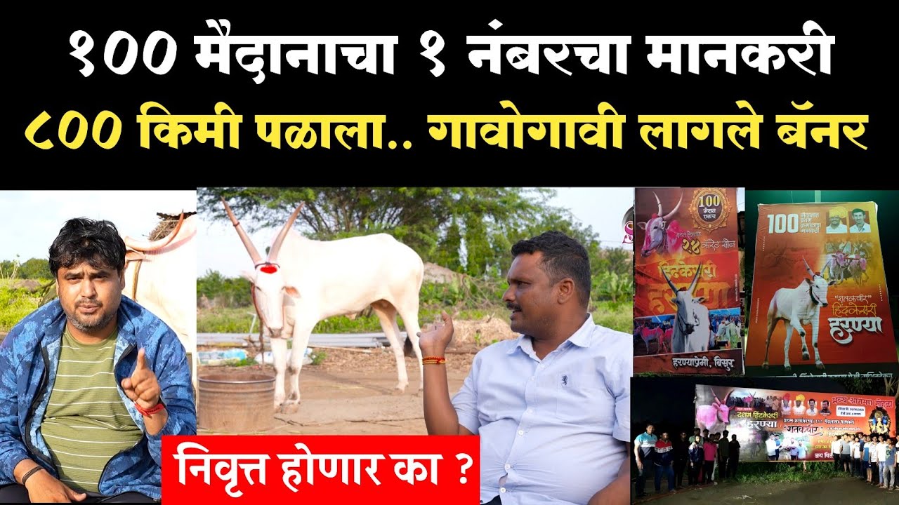 हरण्या शतकवीर झाल्यानंतर काय बोलले संदीप पाटील |Haranya bailachi ...