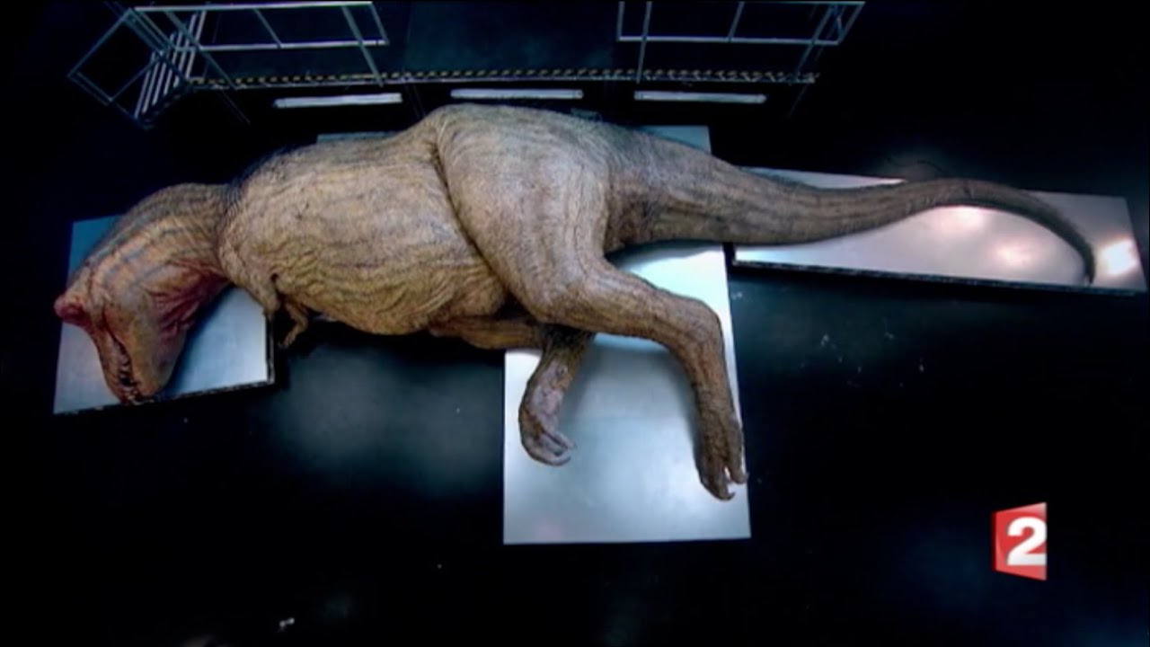 L'autopsie d'un Tyranosaure Rex en direct - YouTube