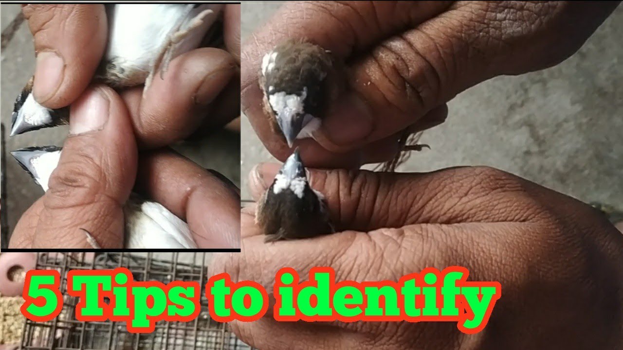 How To Identify Bengal Society Finch Male And Female Youtube
