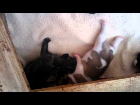 Cachorro Bulldog Francés Costa Rica-Camada Zafiro 2 - YouTube