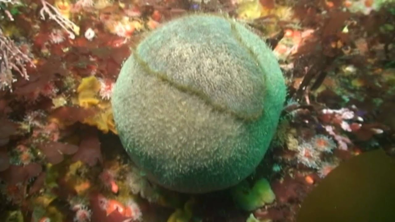 Grey puffball sponge (Craniella arb) - YouTube