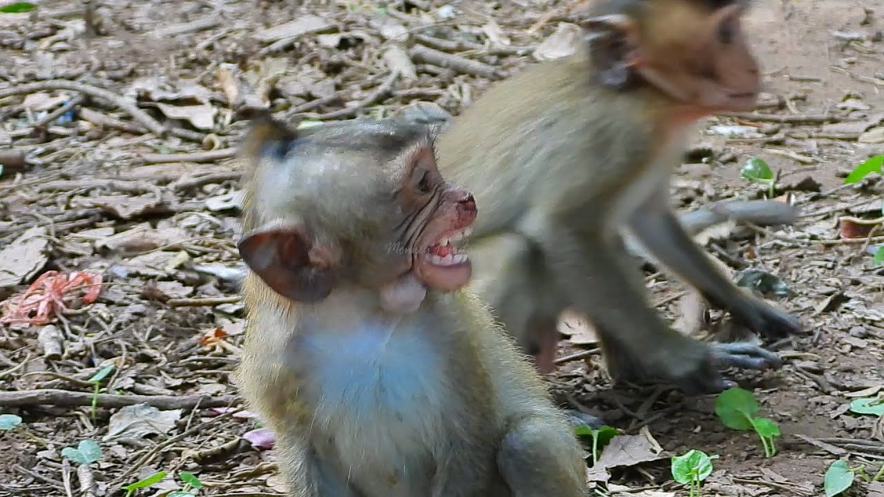 Poor Jester Momma Jinx Leaving Jester alone - YouTube