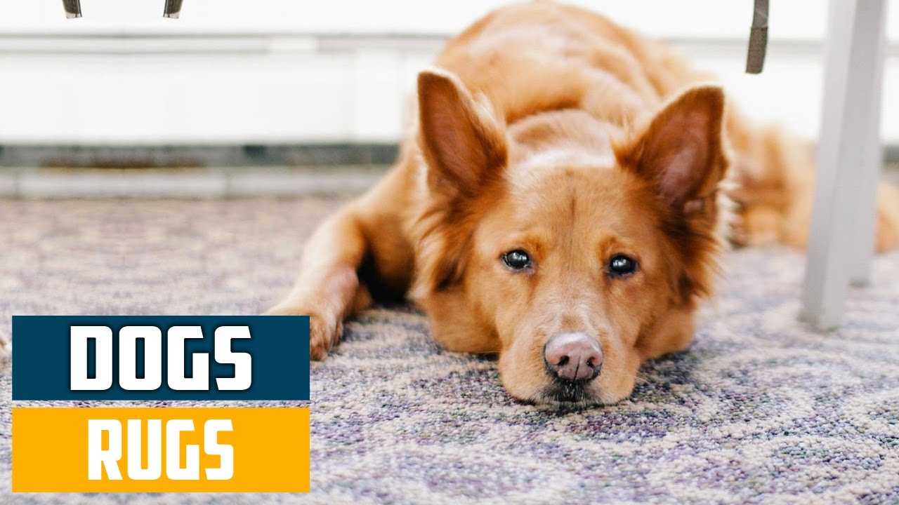 Top 10 Best Rugs for Dogs in 2025 | In-Depth Reviews & Buying Guide ...