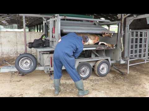 Rollover Crush Foot Trimming