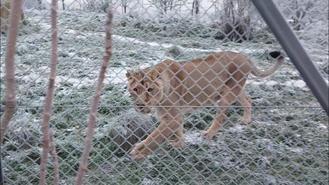 Asiatic Lioness in Snow at Chester Zoo - 12/12/22 - YouTube