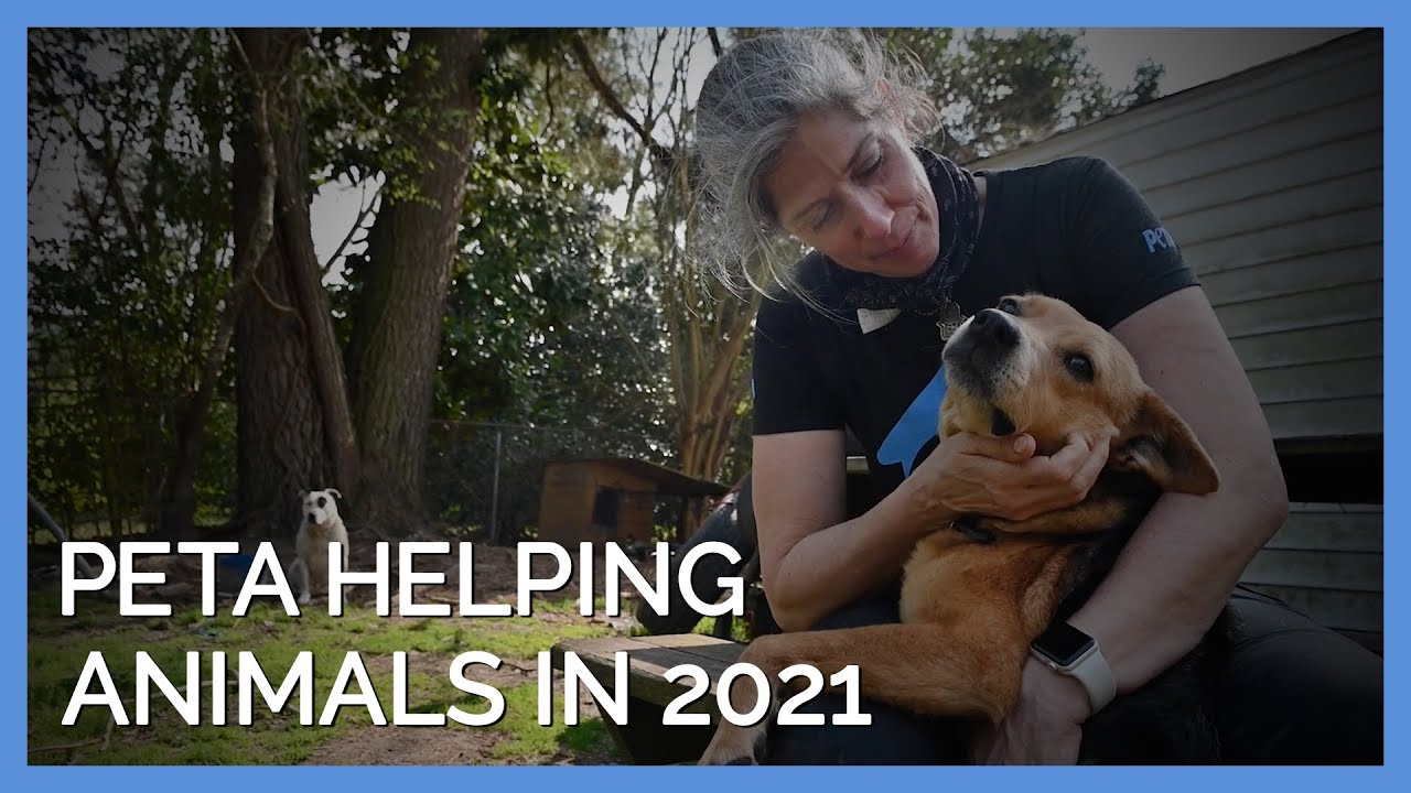 Meet PETA's Rescue Team and the Animals They Help - YouTube