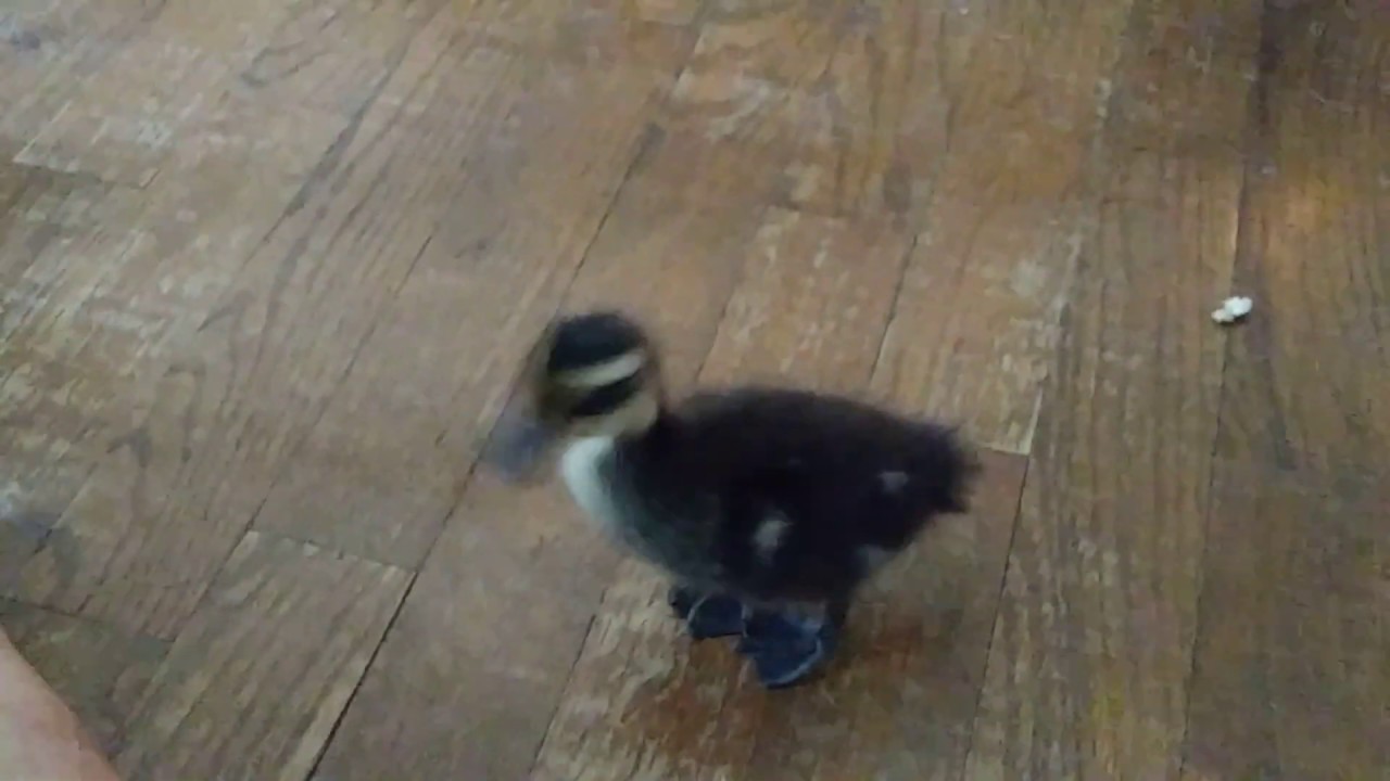 Baby Ducks Splayed Legs are Healed - YouTube