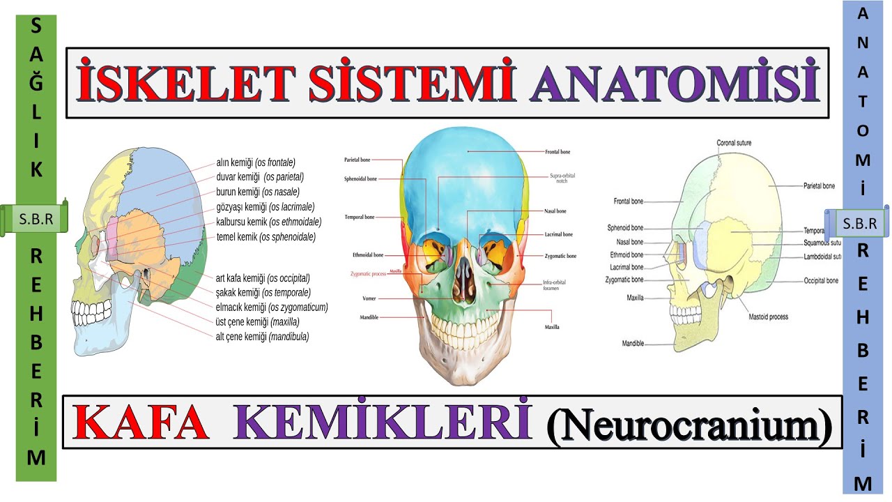 2 SKELET S STEM ANATOM S Kafa Kemikleri Neurocranium Kemikleri 2 SKELET S STEM ANATOM S Kafa Kemikleri Neurocranium Kemikleri