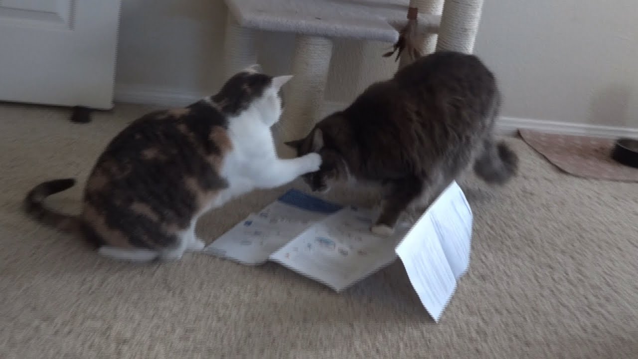 Instructions Cats - YouTube