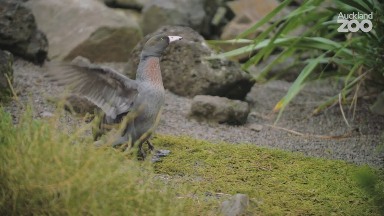 Zoo Tales - Whistling whio - YouTube