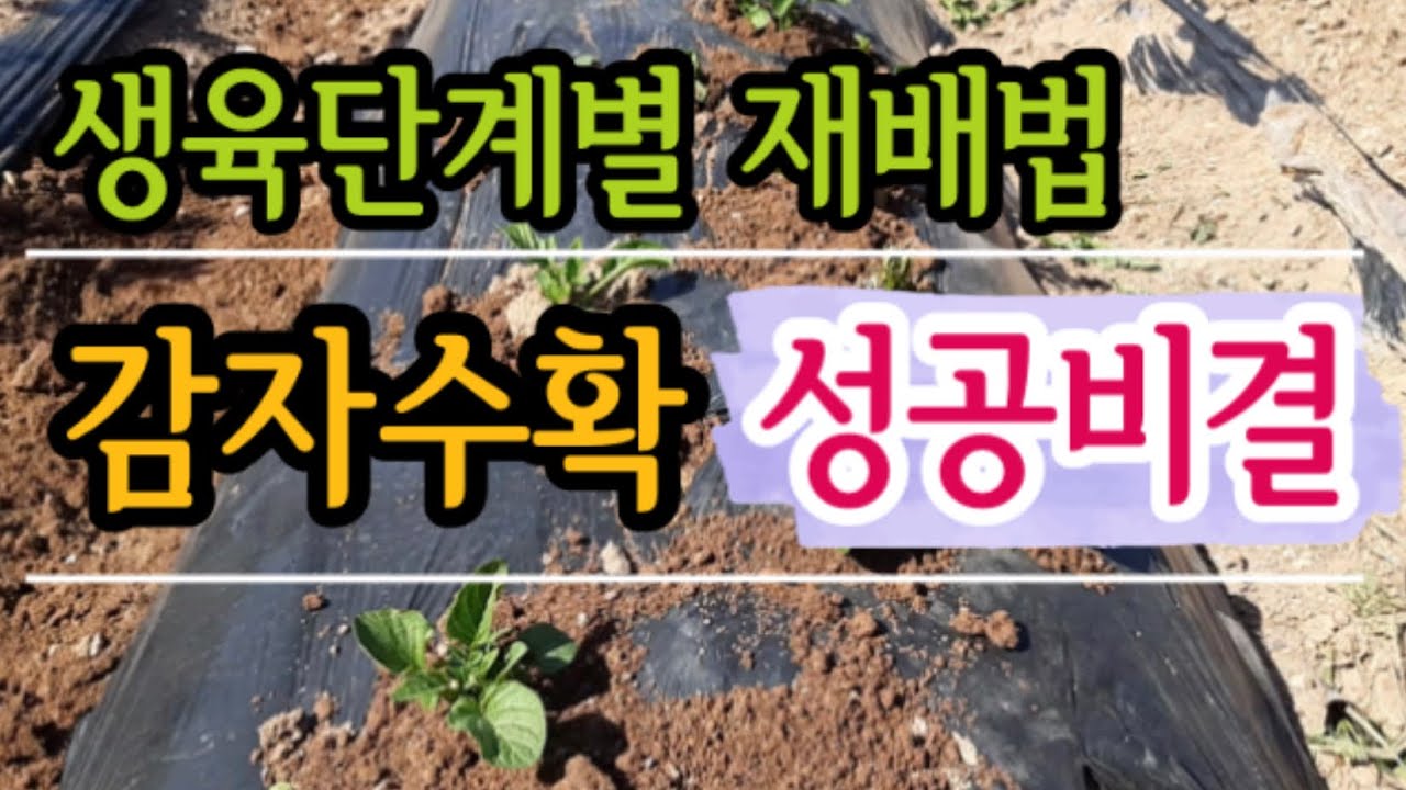 감자재배 성공비결감자재배법감자생육단계감자생육단계별재배법감자순지르기감자배토하기감자북주기 Youtube