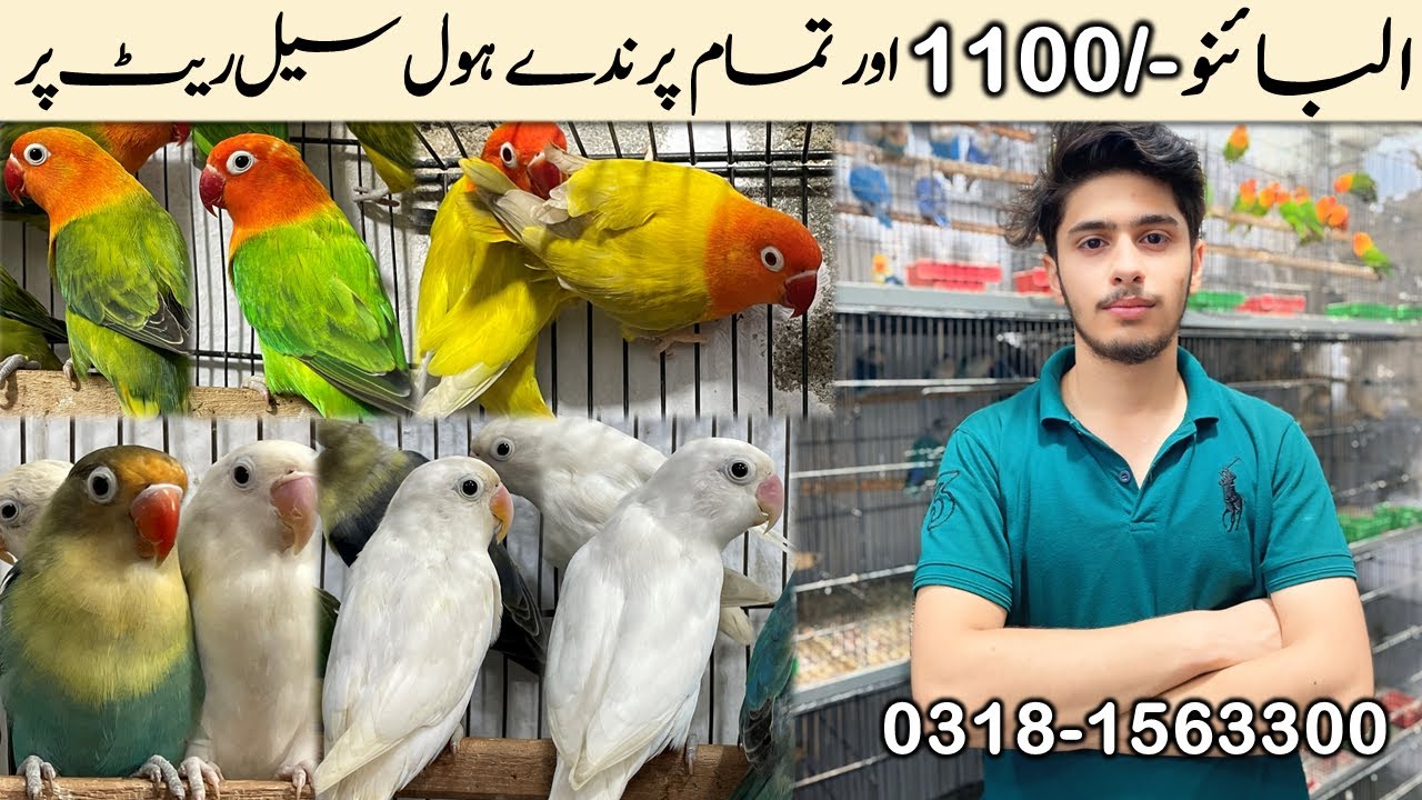 Love Birds Latest Price 2024. | Warsi Birds Shop. | Rawalpindi College ...