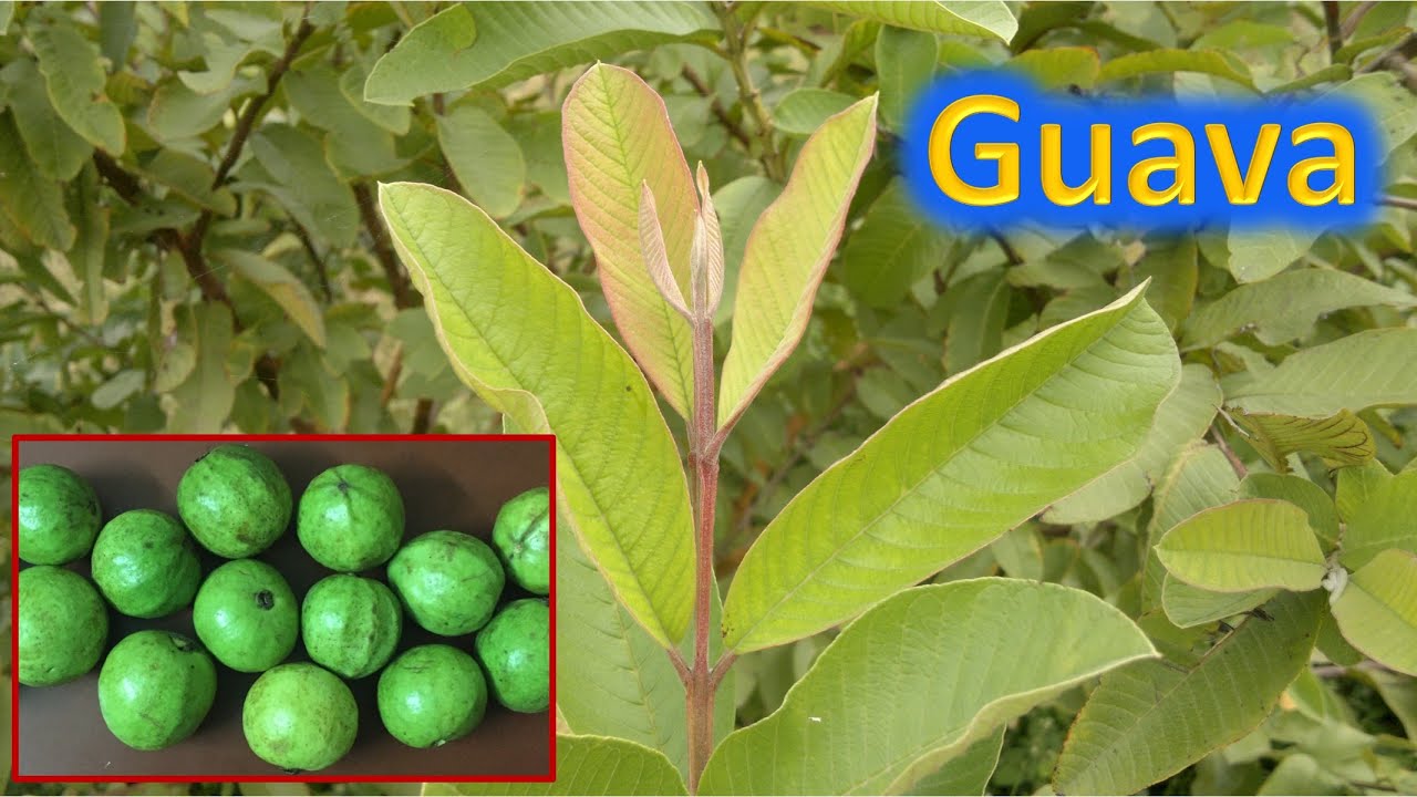 Guava plant (Psidium guajava) /nutrition facts/ health tips and Much ...