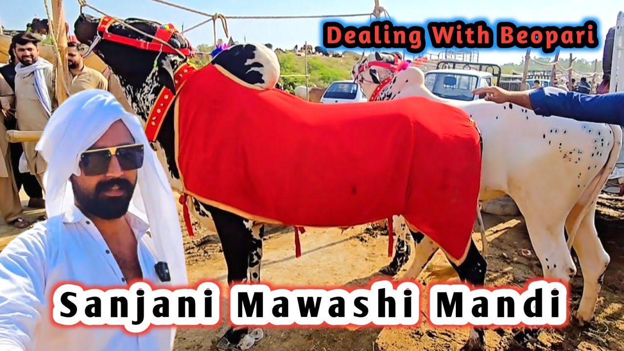 Sangjani Maweshi Mandi Latest Update - Desi & Fathajungi Qurbani Bulls ...