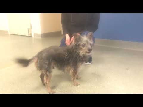 Worcester Animal Rescue League adoptable pets for February. - YouTube