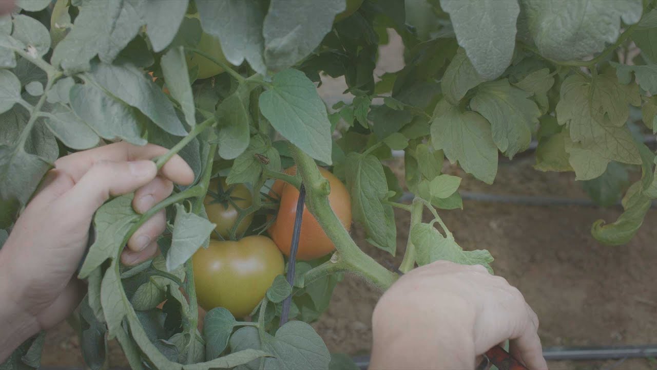 DESHOJADO DE LA PLANTA - YouTube