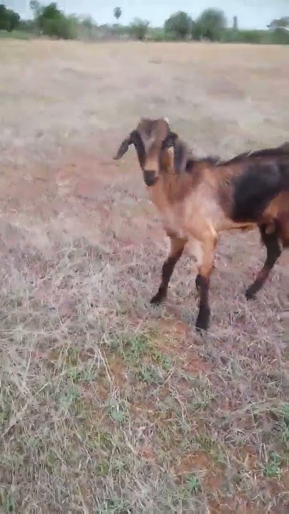 Integrated Goat and Chicken Farming | Poultry Farming and Goat Farming Together - Integrated ...