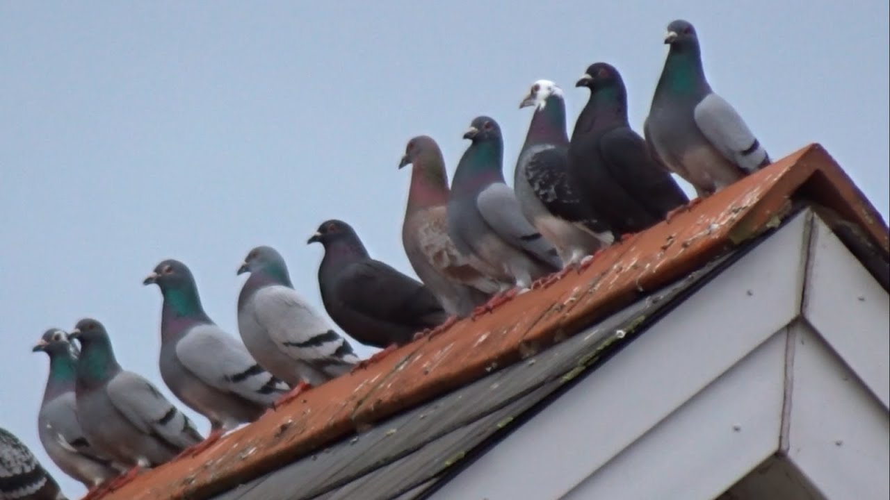 The Royal Pigeon Army - YouTube