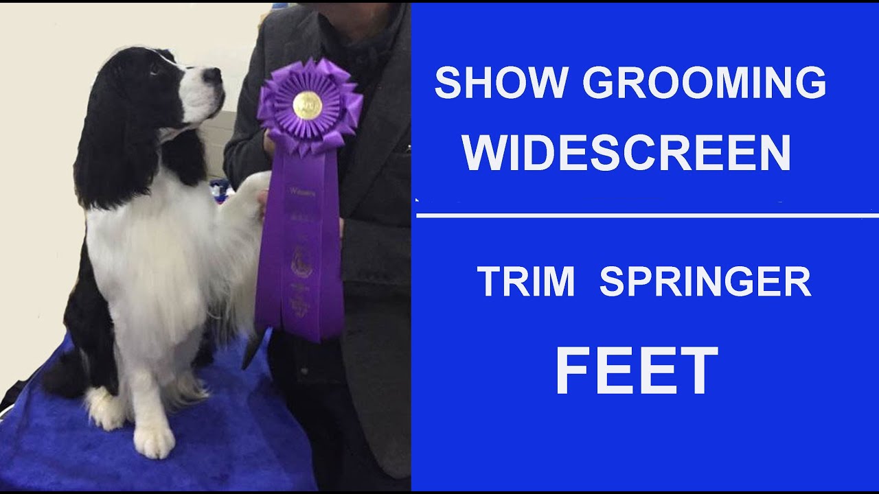 PT 4: TRIM FEET - SPORTING DOGS - ENGLISH SPRINGER SPANIELS - YouTube