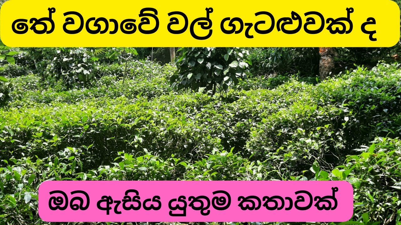 තේ වගාවේ වල් පාලනය ප්‍රශ්නයක් ද ? easy way of weed control of Tea ...