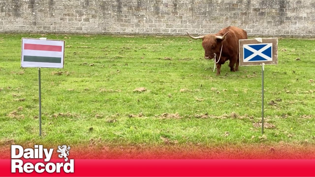 Scotland at Euro 2024: Psychic Highland Cows predict result against ...