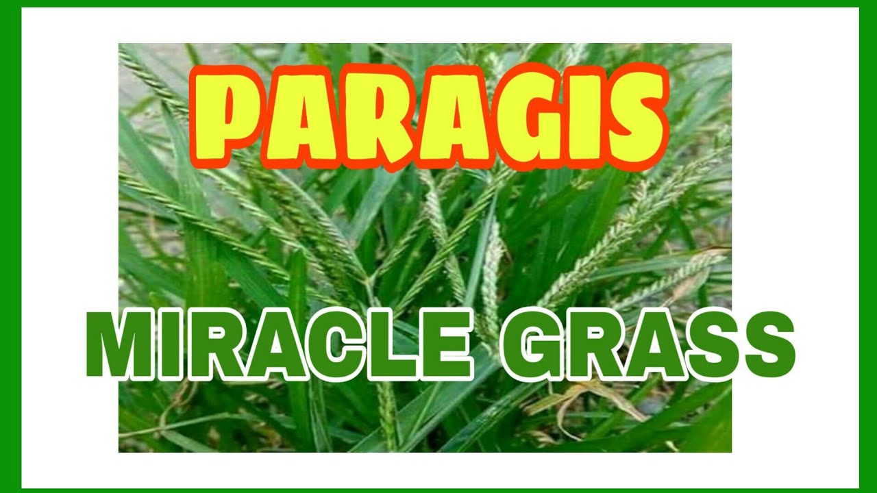 PARAGIS MIRACLE GRASS - YouTube