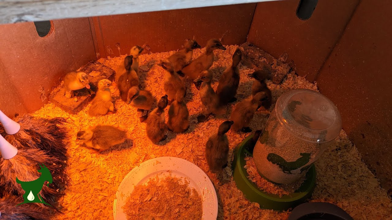 Baby Duck Live Stream - YouTube