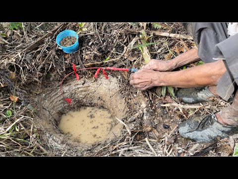 DI LUBANG TUA TERDAPAT IKAN LELE DAN LEMBAT TERBESAR…