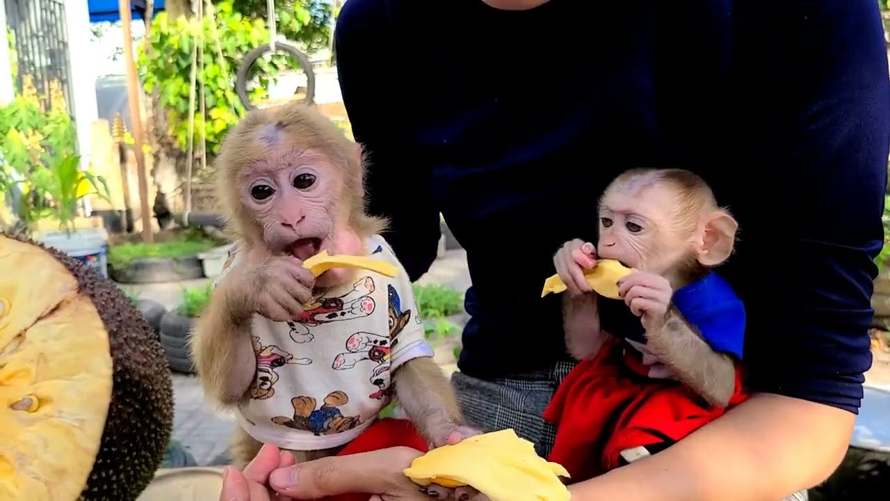 Chip monkey enjoys mom's super big jackfruit very delicious - YouTube
