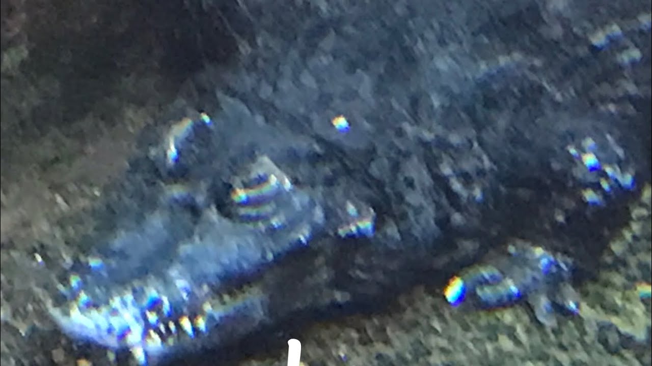 Just a fat gator - YouTube