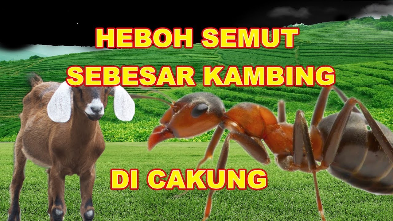 Heboh Semut Raksasa di Jakarta Timur - Giant Ants - YouTube