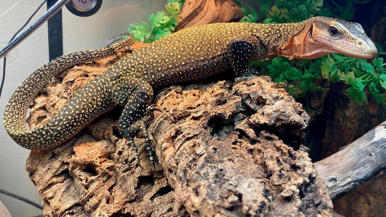 When your monitor lizard trusts you completely, amazing things can ...