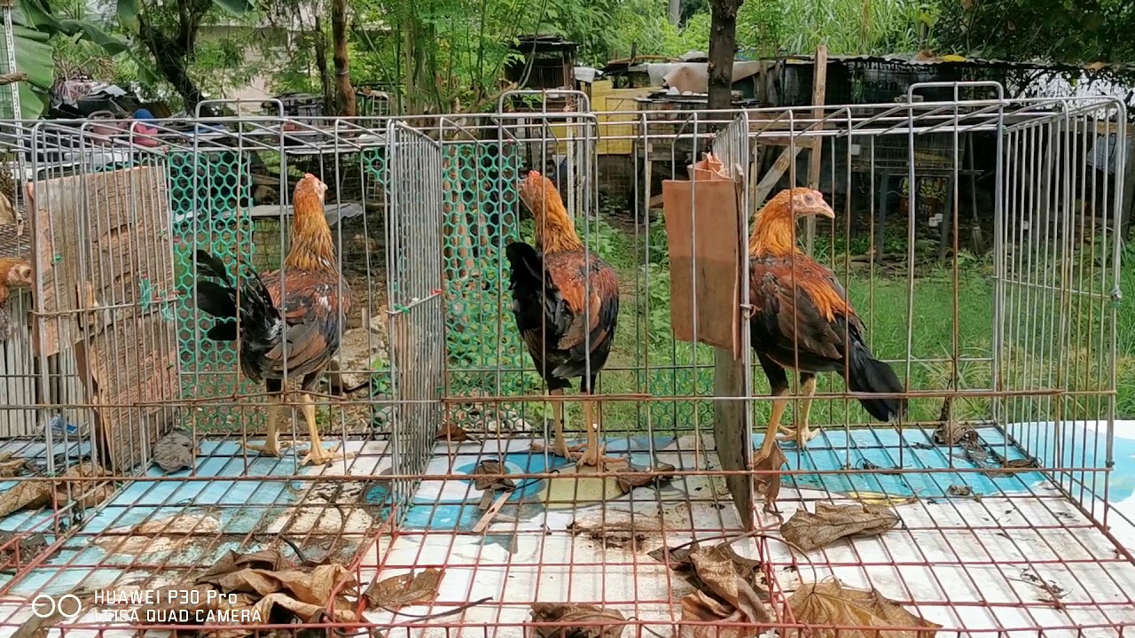 Sweater Boston Baby Stag and Pullet - YouTube