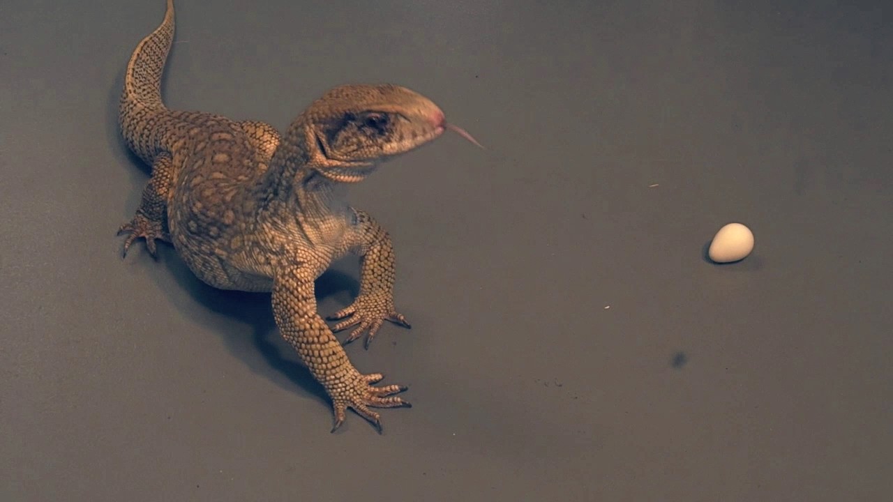 Savannah Monitor Eating Eggs - YouTube