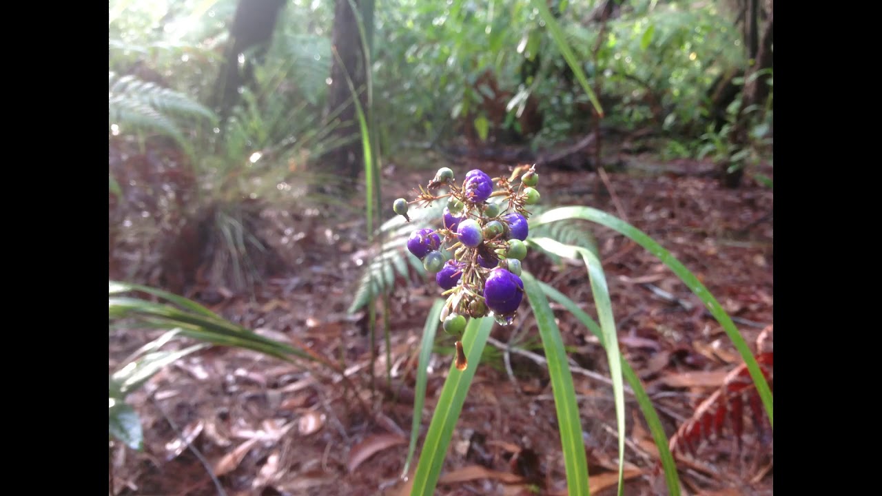 Cold Morning dew. - YouTube