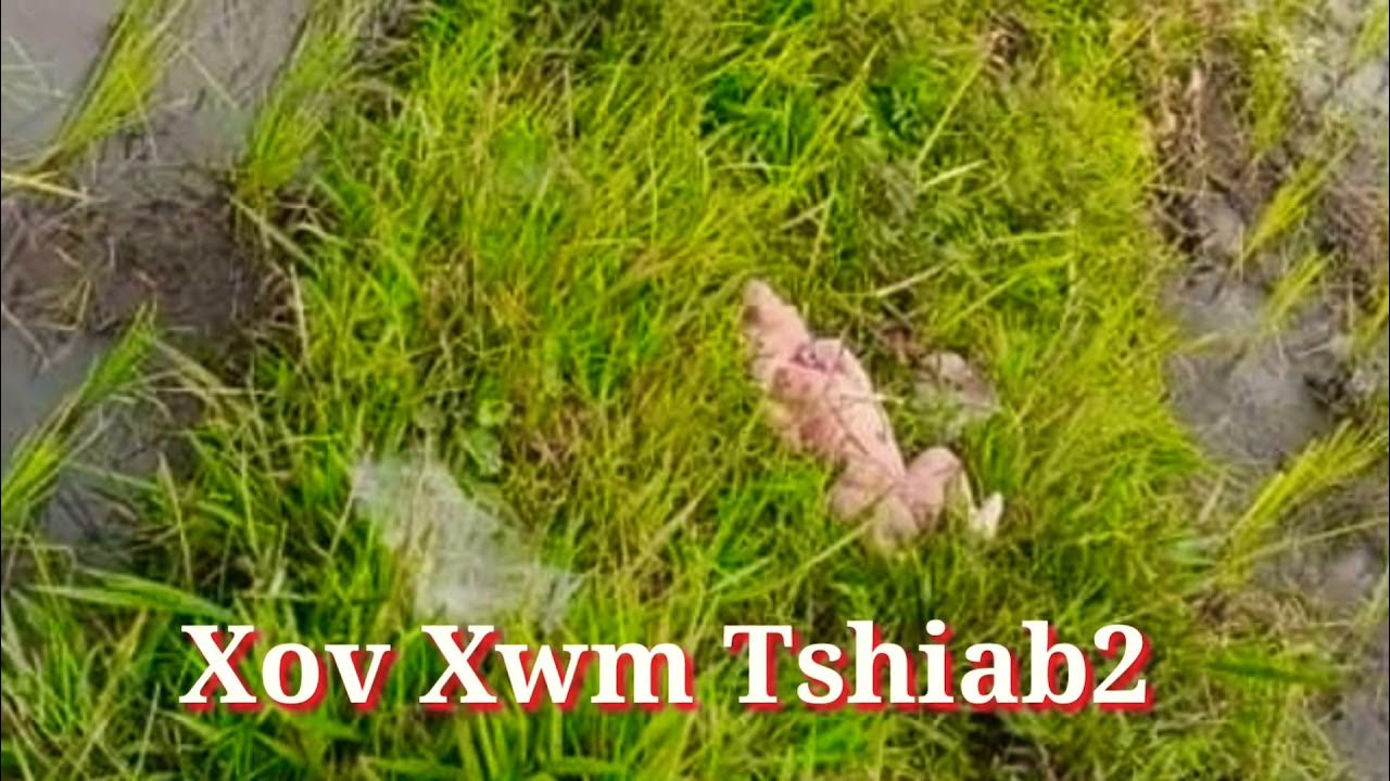Xov Xwm Tshiab Xya me nyuam Pov Tseg 12/7/2021 - YouTube