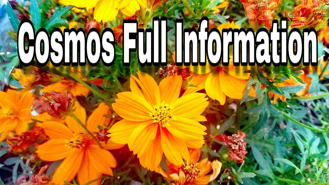 FULL CARE INFORMATION ABOUT COSMOS ,SUMMER BLOOMING PLANT - YouTube