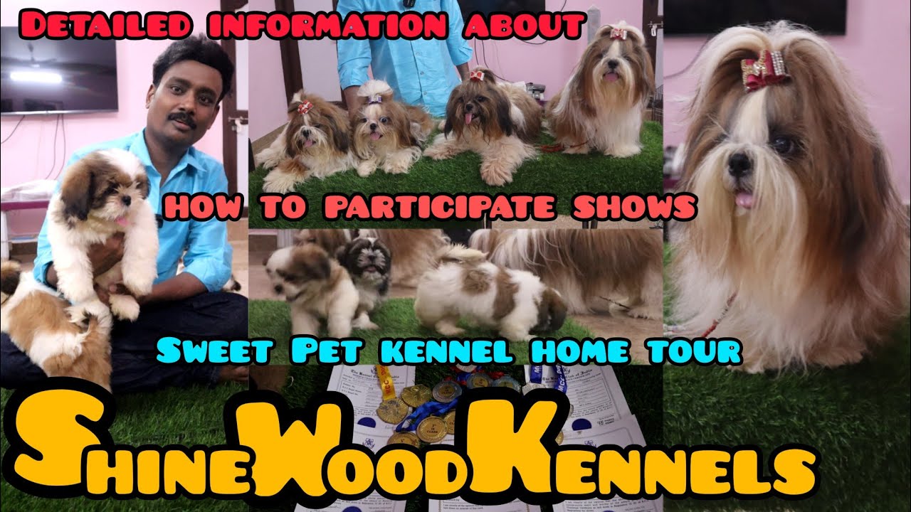 Shine Wood Kennels.Champions line puppy.Detailed information about how ...