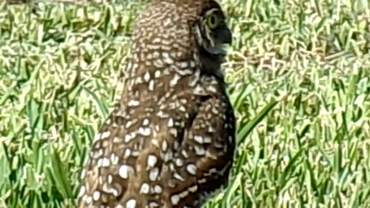 Gular Fluttering (7/22/20) - YouTube