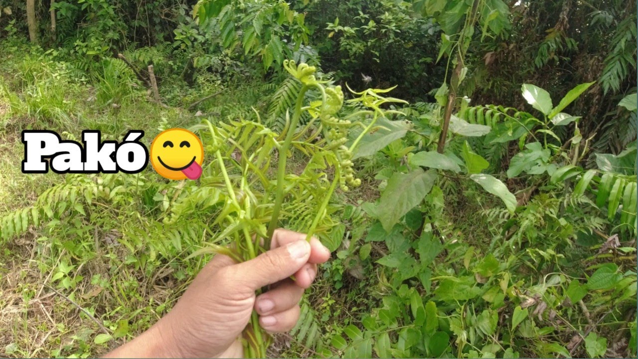 With Shout Out Po,Pangunguha Ng Pako Para Meron Pang Ulam(Buhay ...