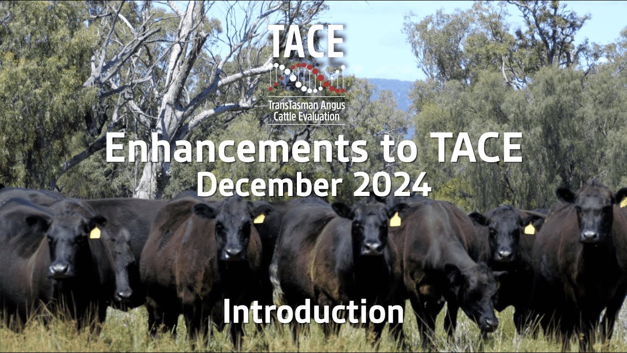 2024 TACE Enhancements: Advancing Angus Genetics - YouTube
